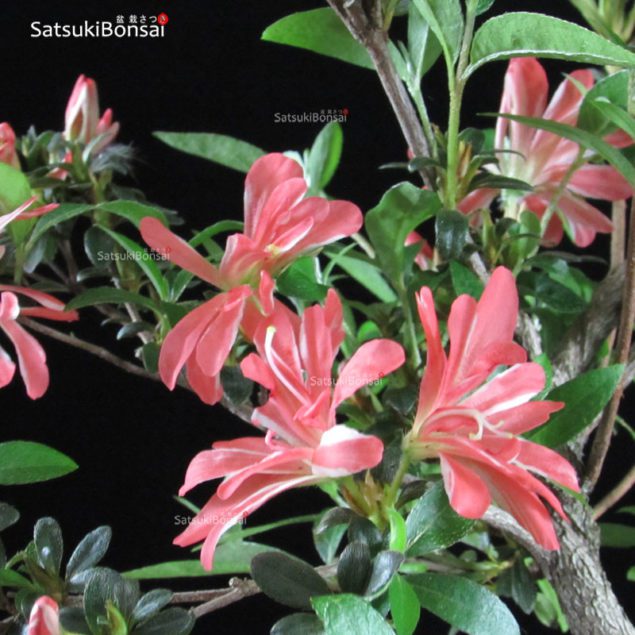 Talea di azalea Satsuki HI NO MARU - SatsukiBonsai