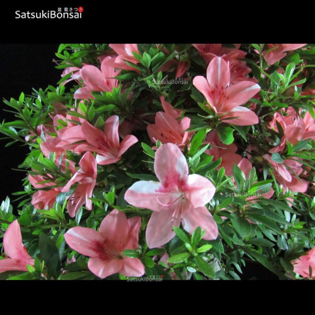 Azalea Satsuki GOHO NO HIKARI VENDUTO - SatsukiBonsai