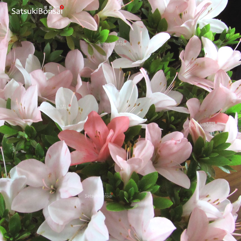 Azalea Satsuki Var. NIKKO - SatsukiBonsai