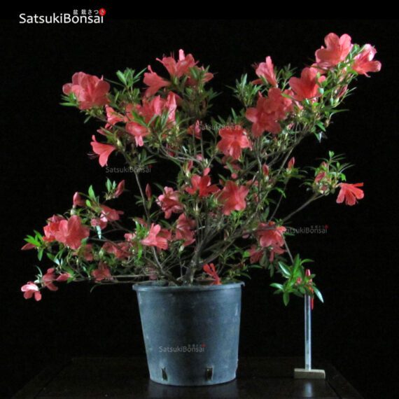 Azalea Satsuki Var. AI-NO-TSUKI - SatsukiBonsai