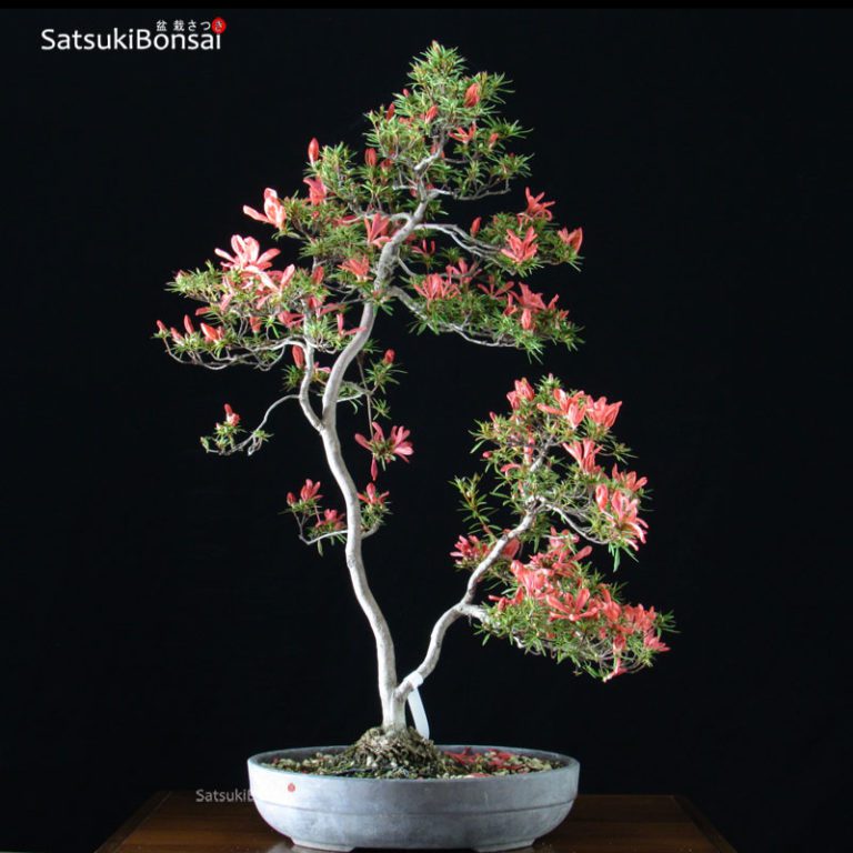 Azalea Satsuki Otakumi VENDUTO - SatsukiBonsai