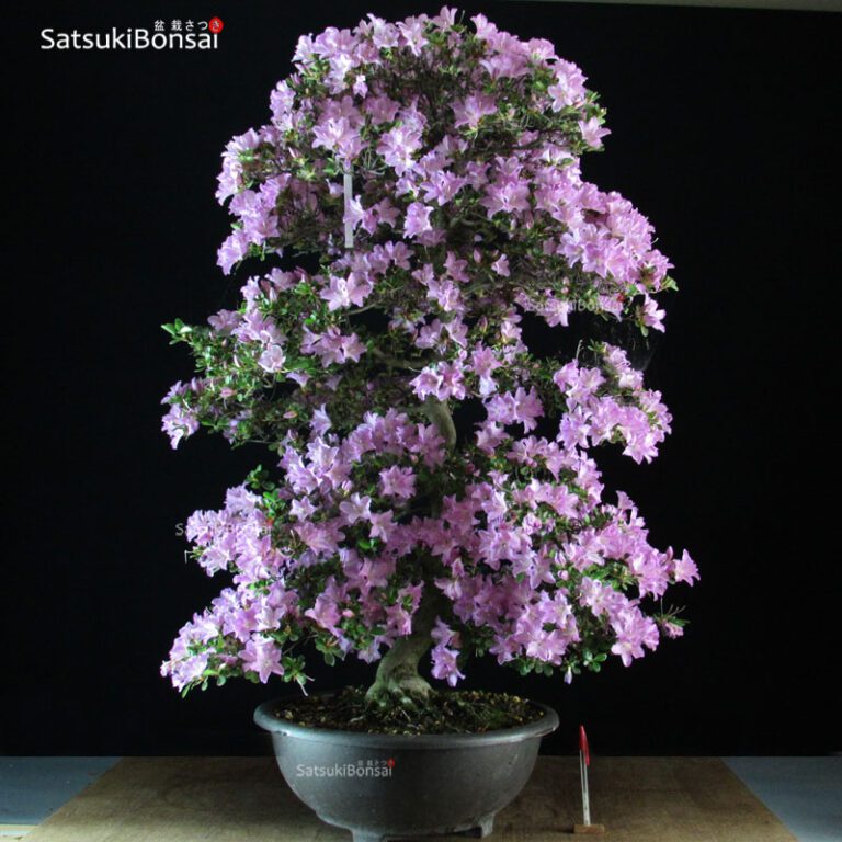 Azalea Satsuki Var. KUNPU - SatsukiBonsai