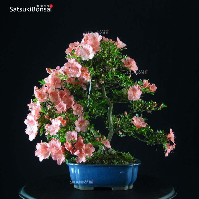 Azalea Satsuki Var. KUNPU - SatsukiBonsai