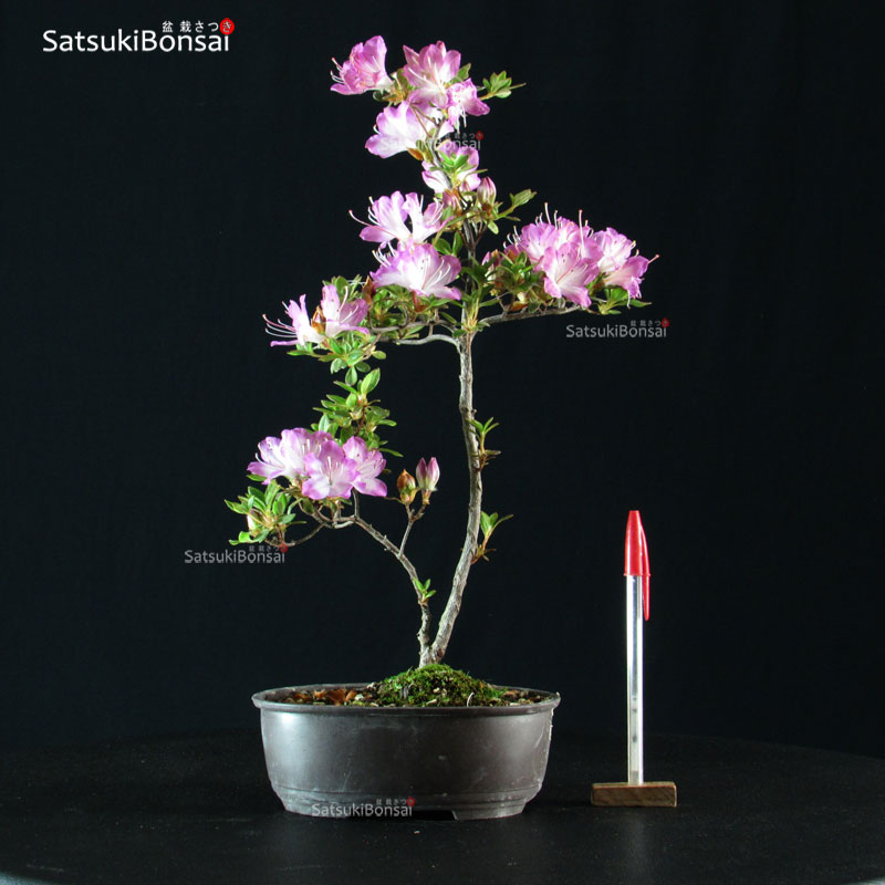 Azalea Satsuki var. CHIYO-NO-HIKARI - SatsukiBonsai