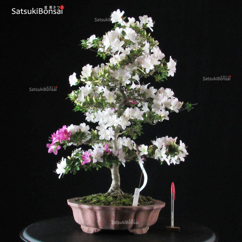 Azalea Satsuki Ryokka no Izumi VENDUTO - SatsukiBonsai