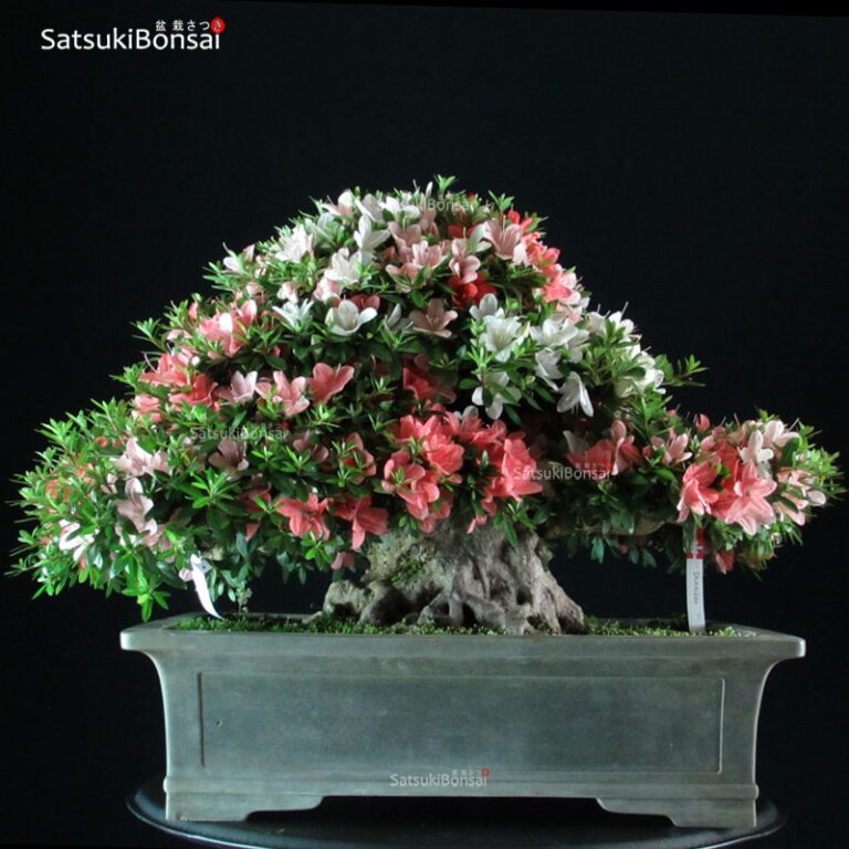 Azalea Satsuki Var. ShinNikko - SatsukiBonsai