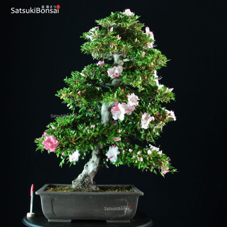 Azalea Satsuki Var. KAHO VENDUTO - SatsukiBonsai
