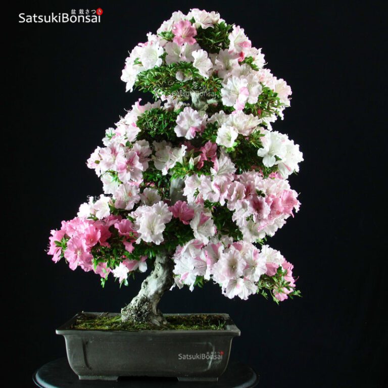 Azalea Satsuki Var. KAHO VENDUTO - SatsukiBonsai