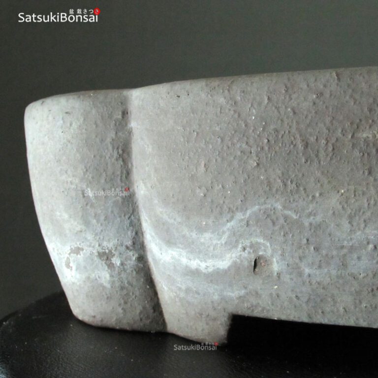 T2341 54.0x37.7x9.5 - Seika-en - SatsukiBonsai