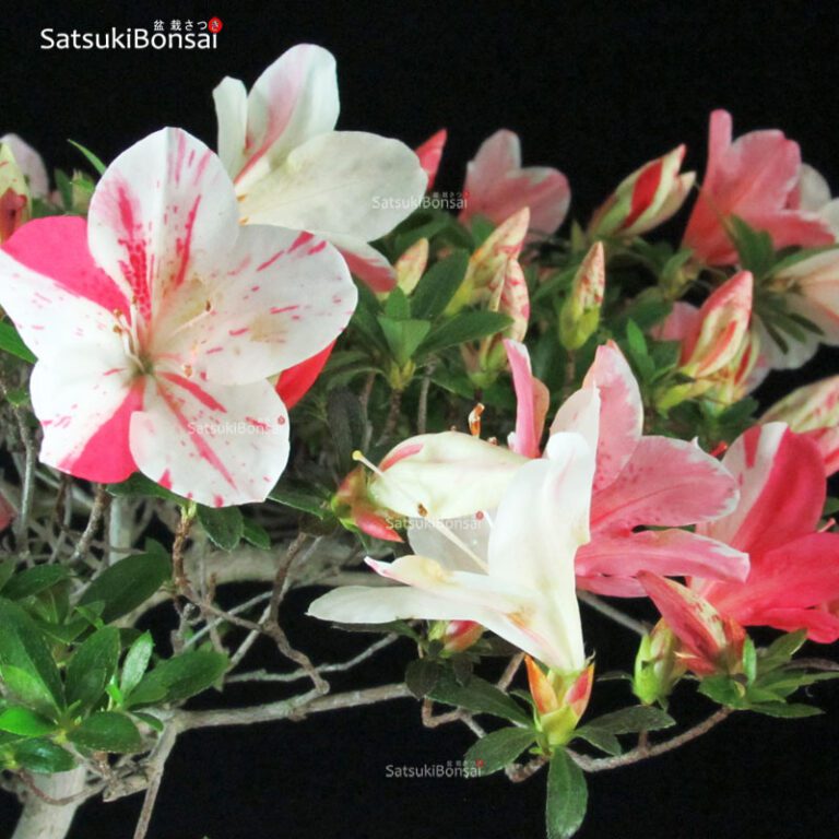Azalea Satsuki Var. Aiko - SatsukiBonsai