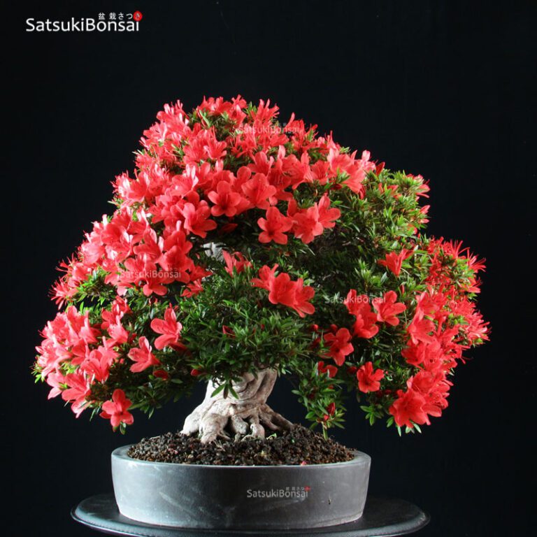 Azalea Satsuki KINSAI - SatsukiBonsai